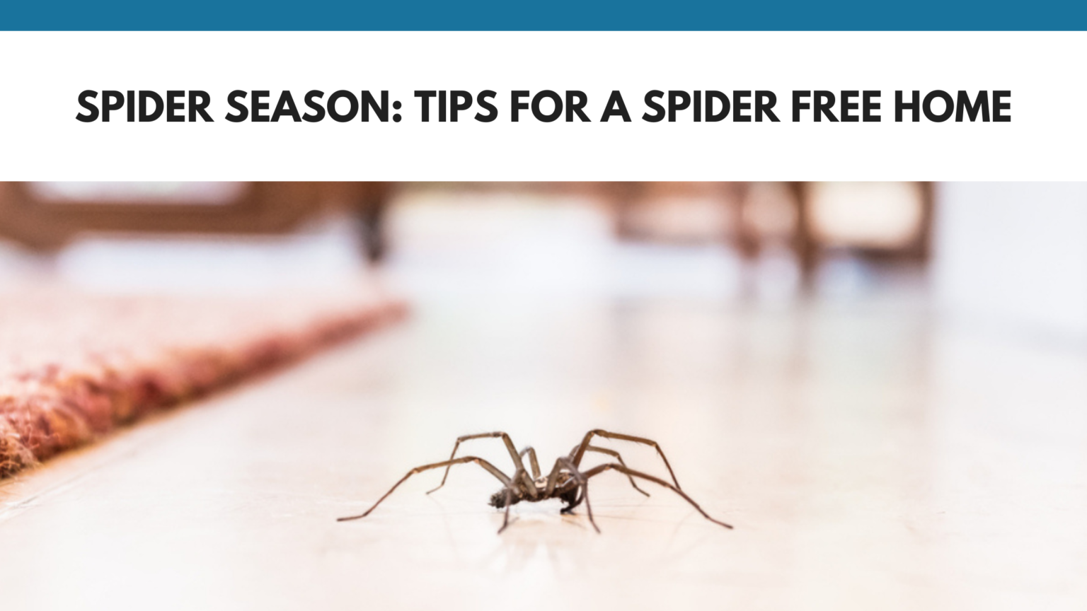 Spider Season: Tips For A Spider Free Home